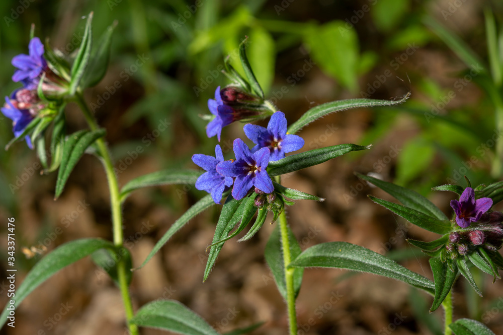 Lithospermum purpurocaeruleum, the purple gromwell, is a herbaceous ...
