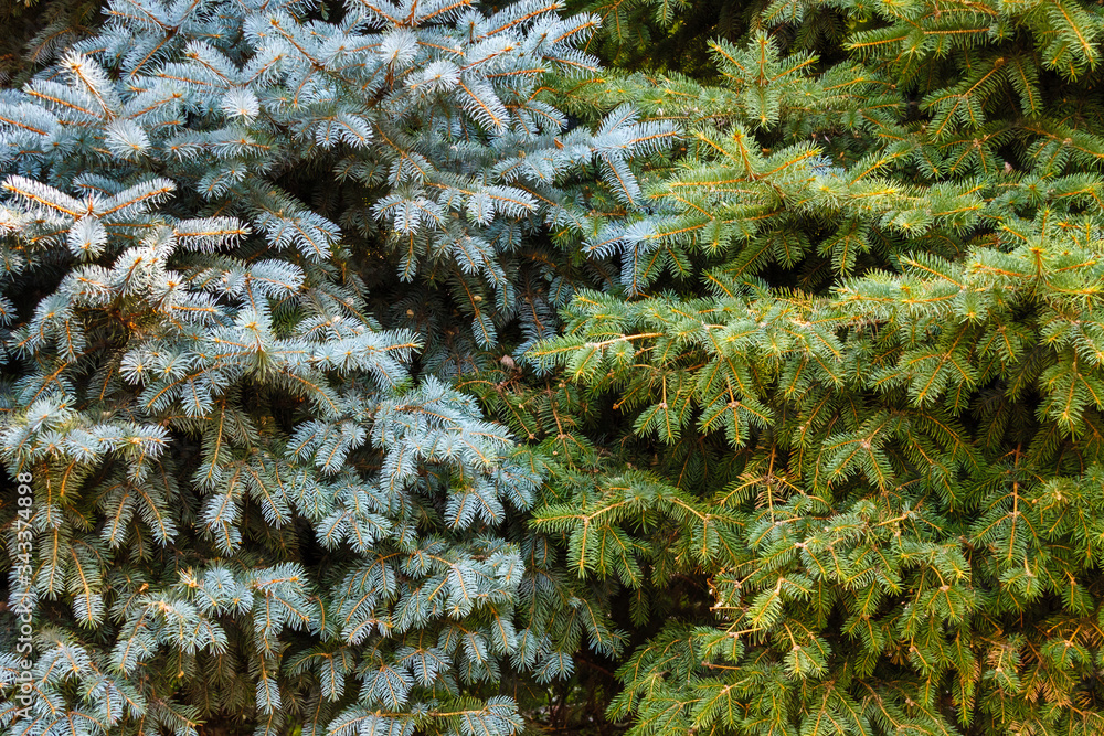 Branches of two different species of spruces - blue (Picea pungens) and ...