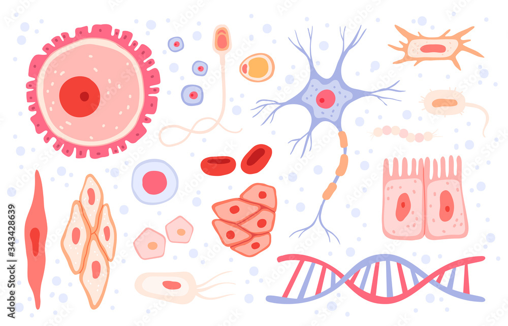 Cells collection. Human blood structure micro types of anatomy science ...