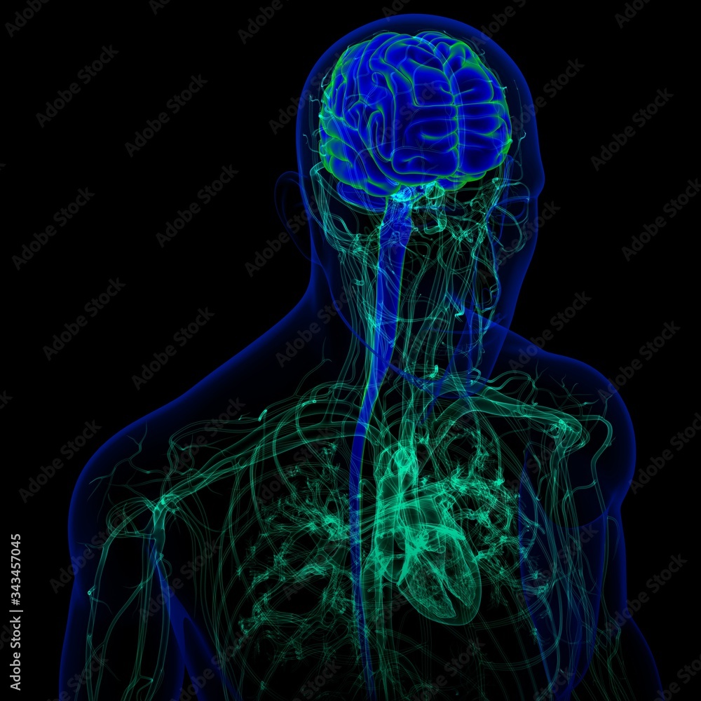 3D Illustration Human Brain With Circulatory System Anatomy Stock ...