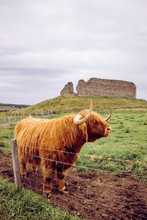 Highland Cow And Castle Free Stock Photo - Public Domain Pictures