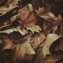 Fallen Shack Free Stock Photo - Public Domain Pictures