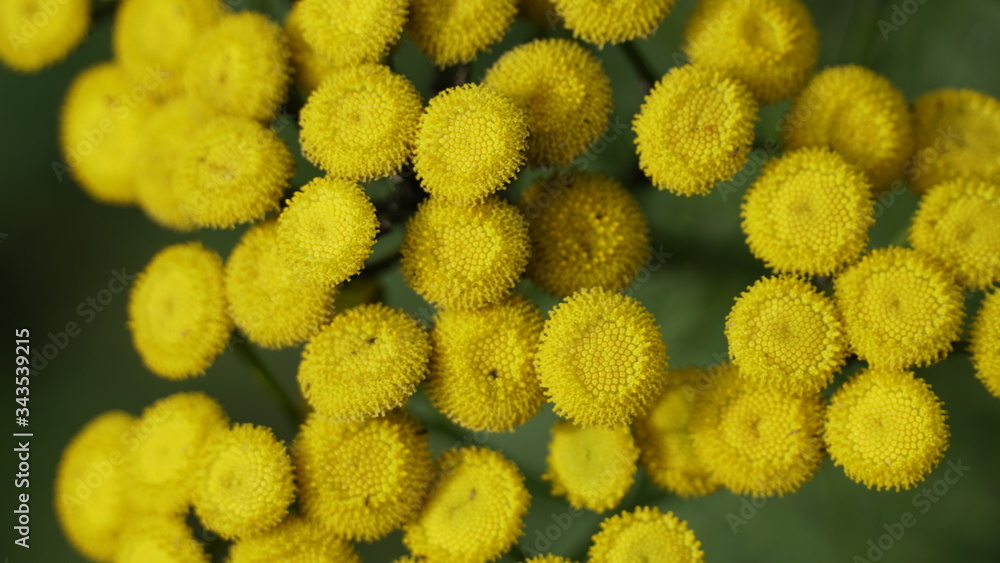 Yellow tansy flowers (Tanacetum vulgare, common tansy, bitter button ...