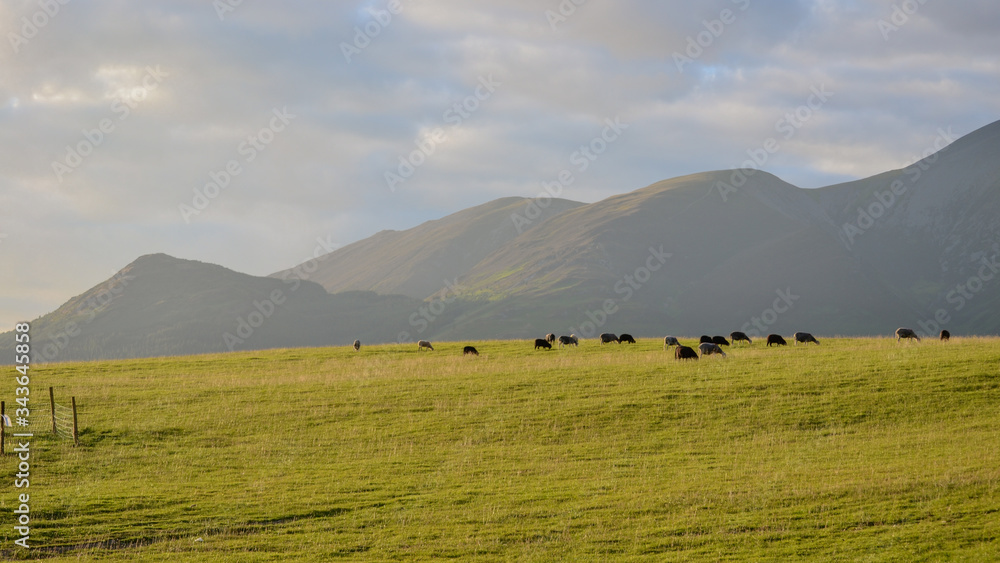 Herd of sheep in a meadow at sunset landscape. Beautiful field of ...