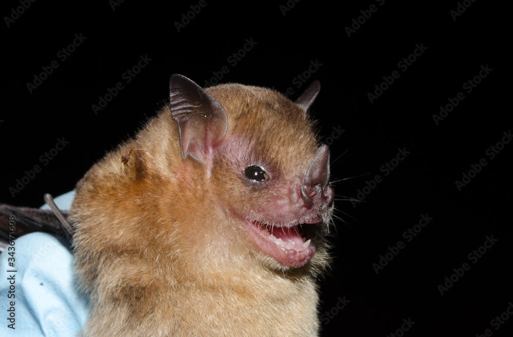 A Brazilian bat, the little yellow-shouldered bat (Sturnira lilium) is ...