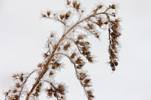 Goldenrod Wildflower In Winter Free Stock Photo - Public Domain Pictures