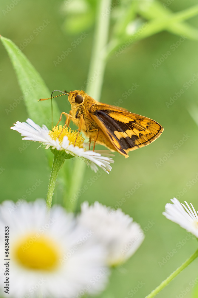 Beautiful white flower and a butterfly. Potanthus flavus is a butterfly ...