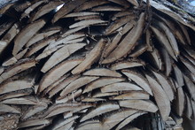Dried Mummified Fish Free Stock Photo - Public Domain Pictures