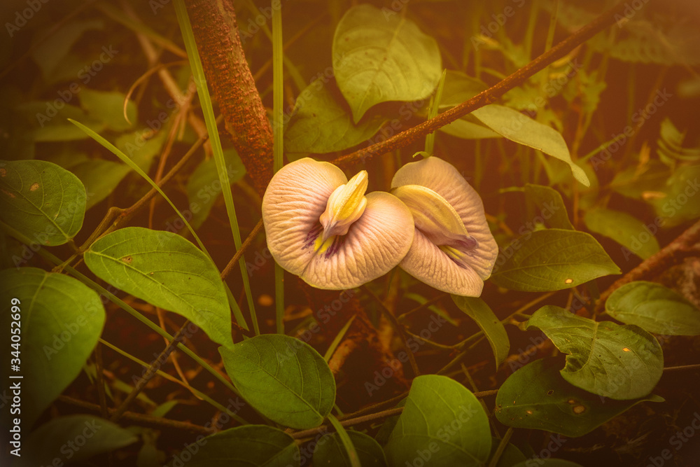 Foto de Stock Centrosema pubescens is flowering plant species of the ...
