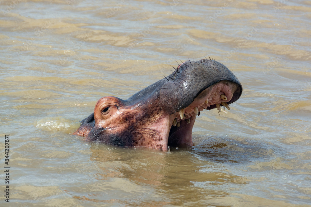 Foto de Stock One of the dangerous animal on earth, the hippo, is ...