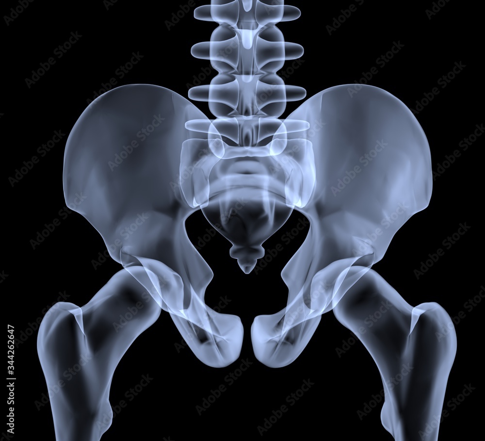 Stock-Illustration „anatomy, human, roentgen, skeletal, anatomical ...