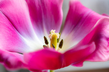 Pink Tulip Close-up Free Stock Photo - Public Domain Pictures