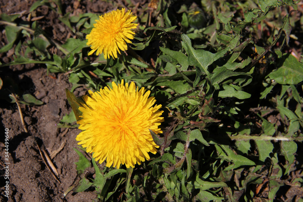 Сute yellow spring dandelions in the sun close-up. Coltsfoot. Early ...