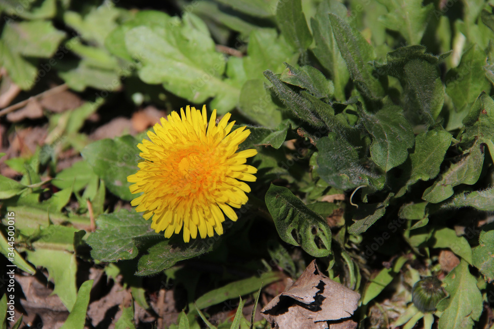 Сute yellow spring dandelions in the sun close-up. Coltsfoot. Early ...