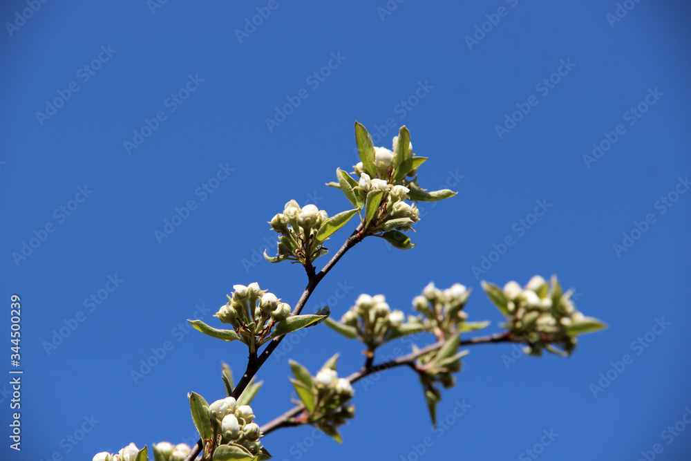 Beautiful spring flowering trees branches. Natural spring flowers ...