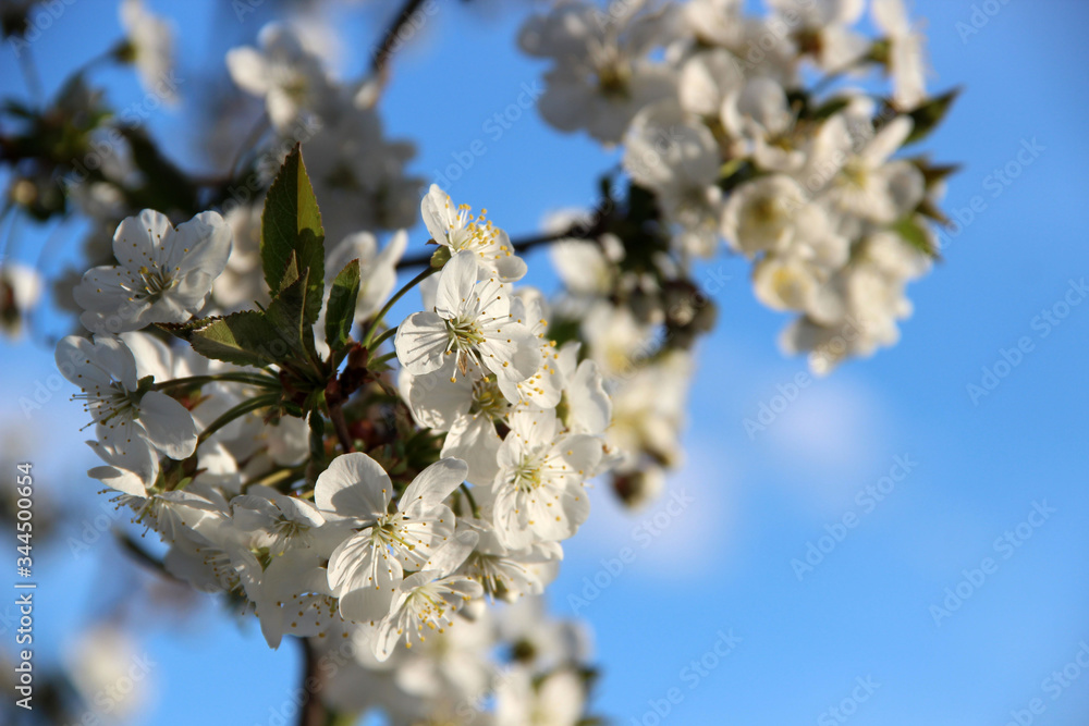 Beautiful spring flowering cherry tree branches on the background of ...
