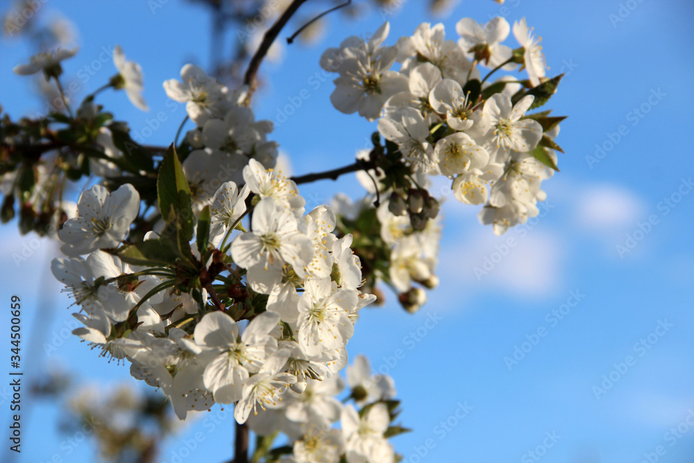 Beautiful spring flowering cherry tree branches on the background of ...