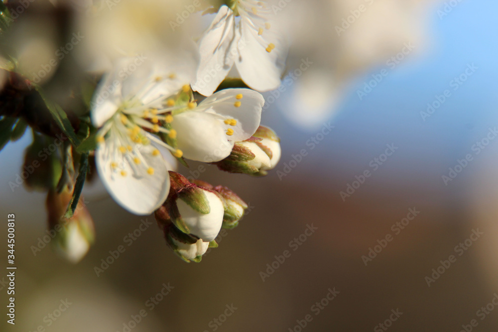 Beautiful spring flowering cherry tree close-up. Cherry Tree Bloom In ...