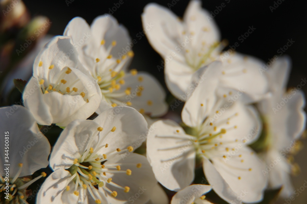 Beautiful spring flowering cherry tree close-up. Cherry Tree Bloom In ...