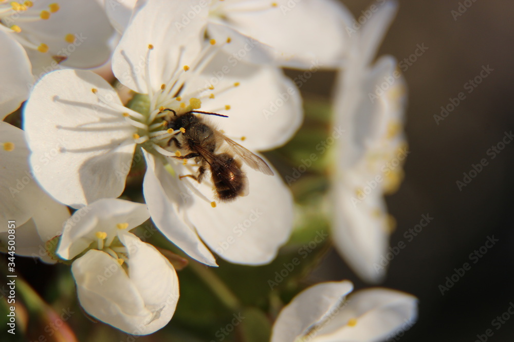 Bee Gathering Pollen On An Beautiful Spring Flower Macro Shot. Bee ...