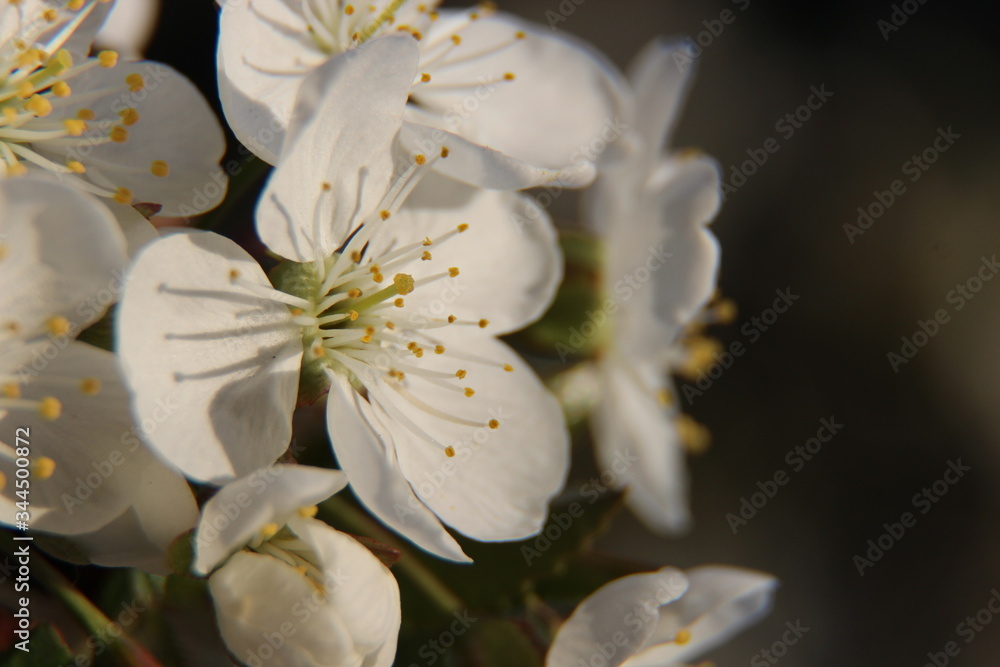 Beautiful spring flowering cherry tree close-up. Cherry Tree Bloom In ...