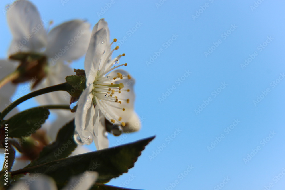 Beautiful spring flowering cherry tree close-up. Cherry Tree Bloom In ...