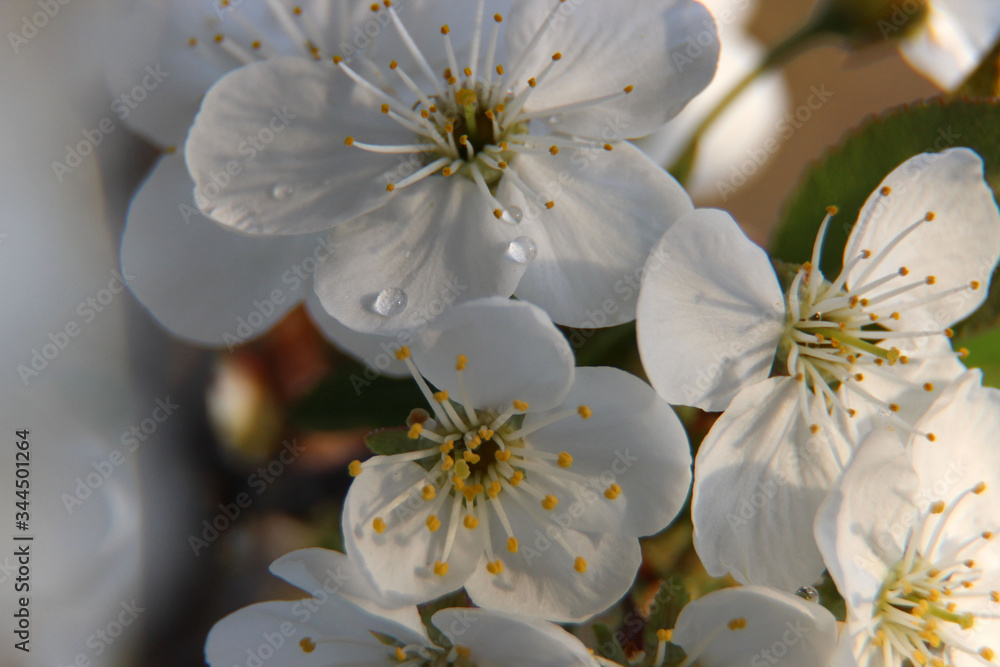 Beautiful spring flowering cherry tree close-up. Cherry Tree Bloom In ...