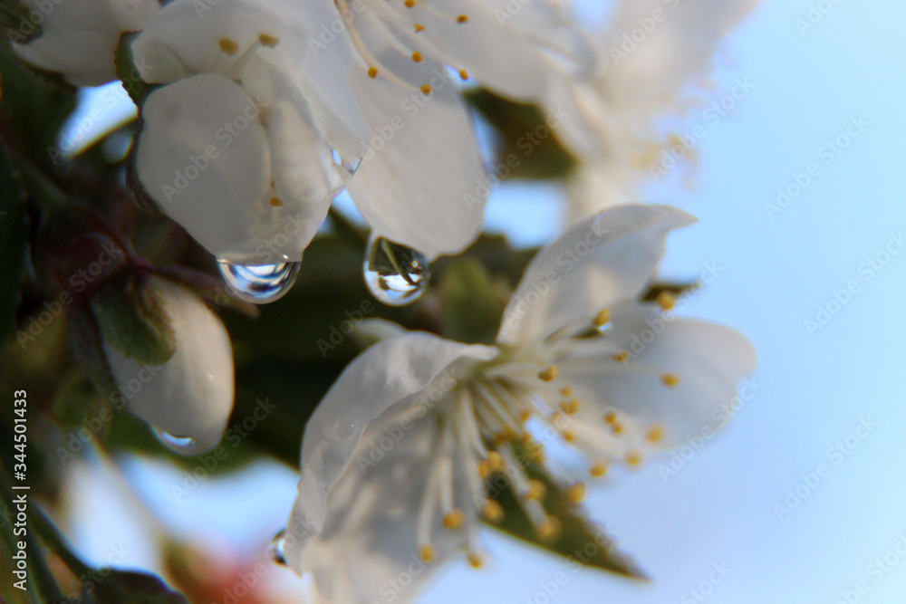 Beautiful spring flowers with water droplets macro shot. Spring ...