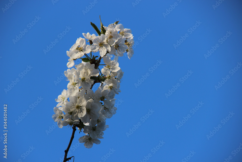 Beautiful spring flowering cherry tree branches on the background of ...