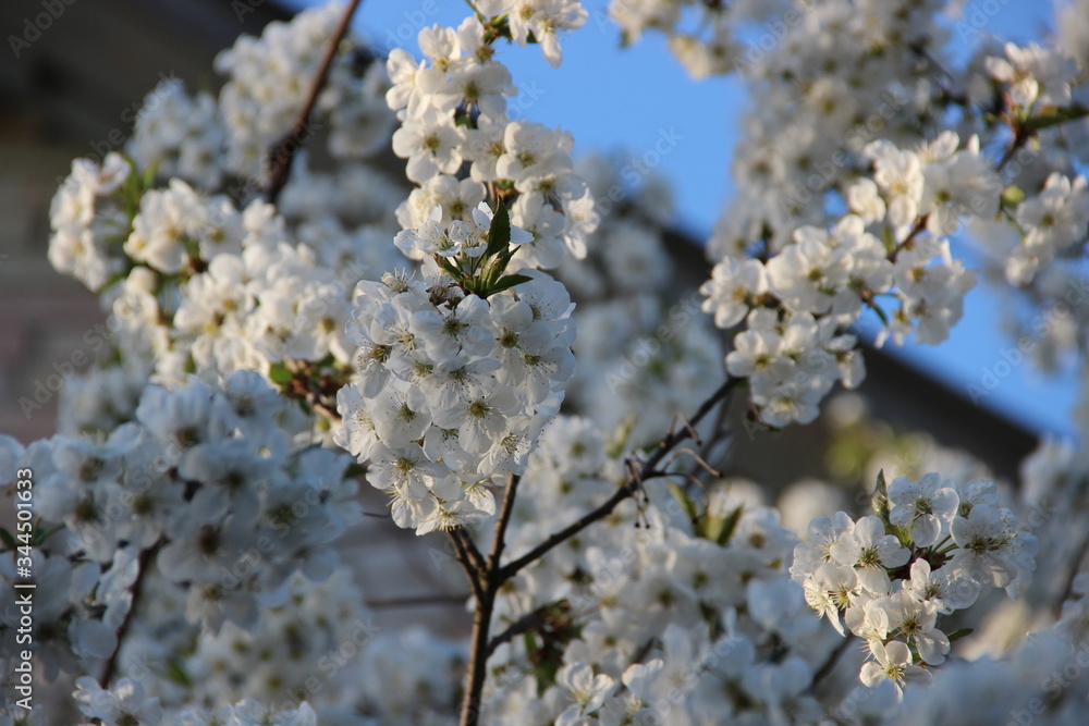Beautiful spring flowering cherry tree branches on the background of ...
