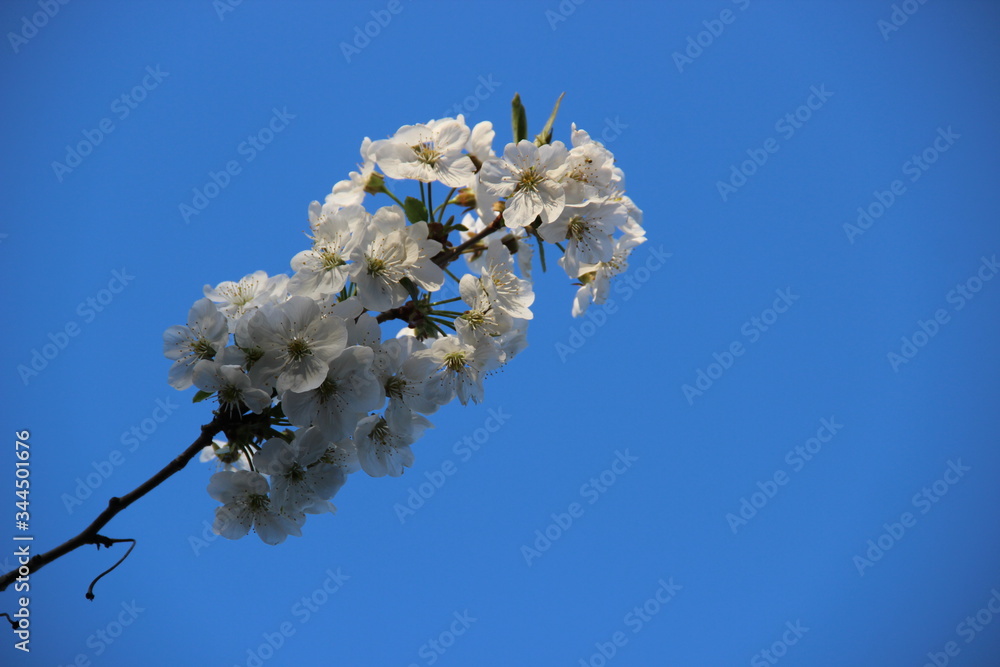 Beautiful spring flowering cherry tree branches on the background of ...