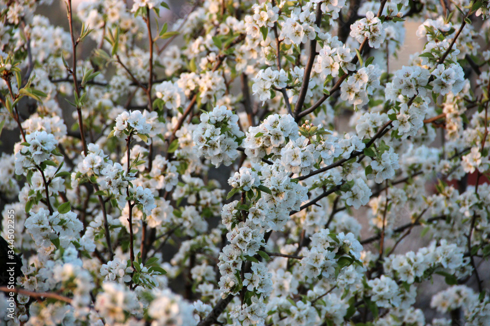 Beautiful spring-flowering. Pear blossom. Fruit Trees Bloom In The ...