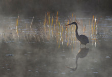 Great Blue Heron In Reeds Free Stock Photo - Public Domain Pictures