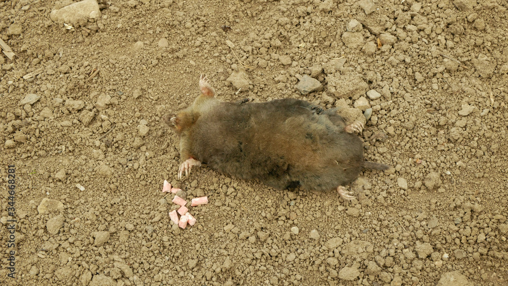 Poisoning poison pellet rodenticides pesticide agriculture against ...