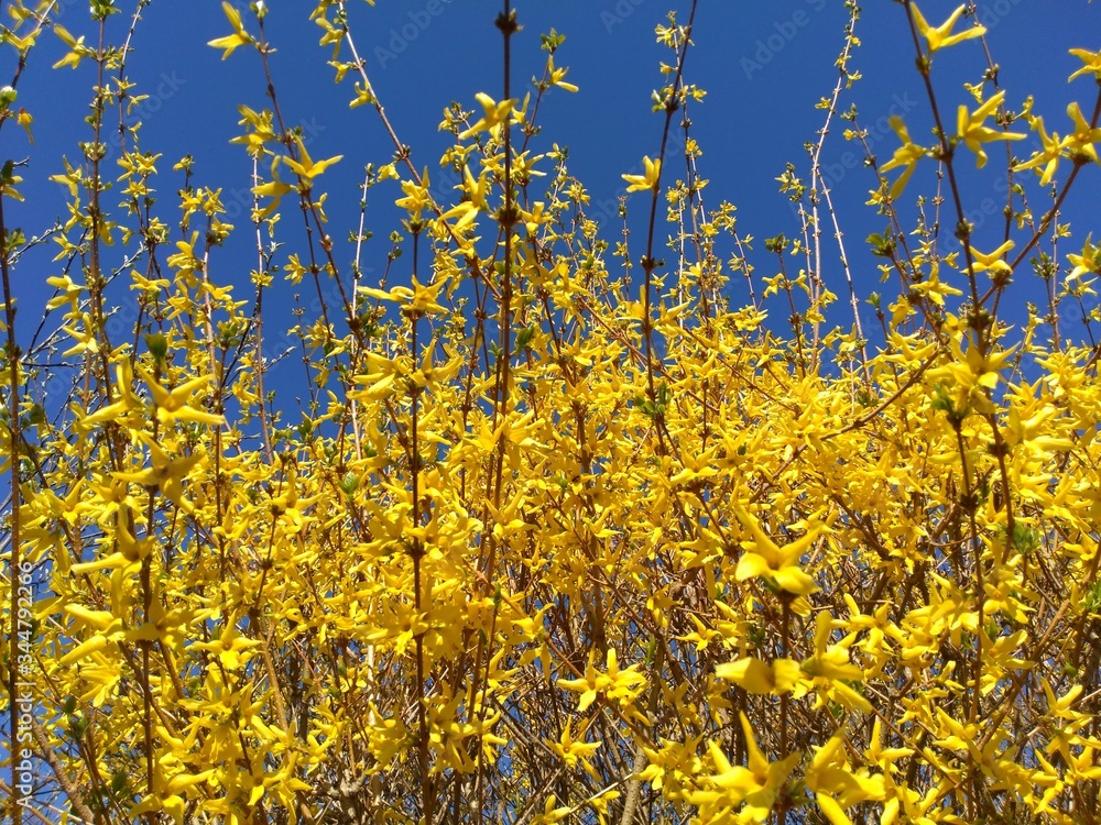 zlaty dest Stock Photo | Adobe Stock