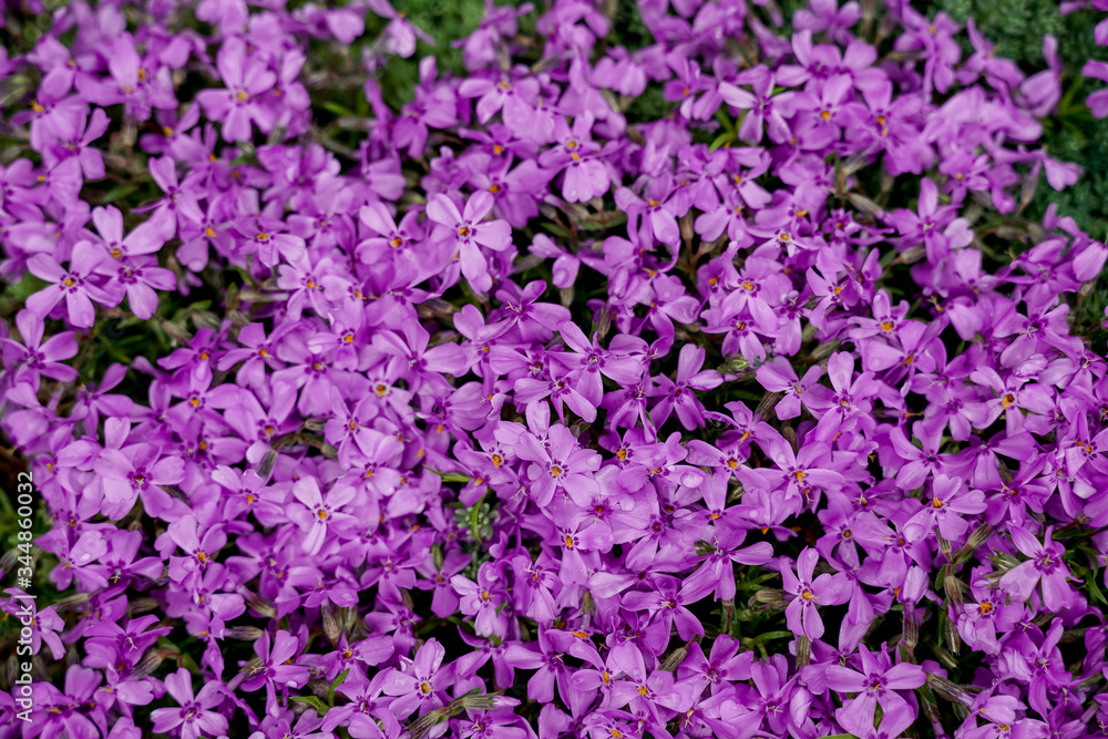 Little purple flowers, purple background with little flowers. Big bloom ...