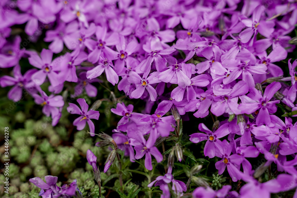 Little purple flowers, purple background with little flowers. Big bloom ...