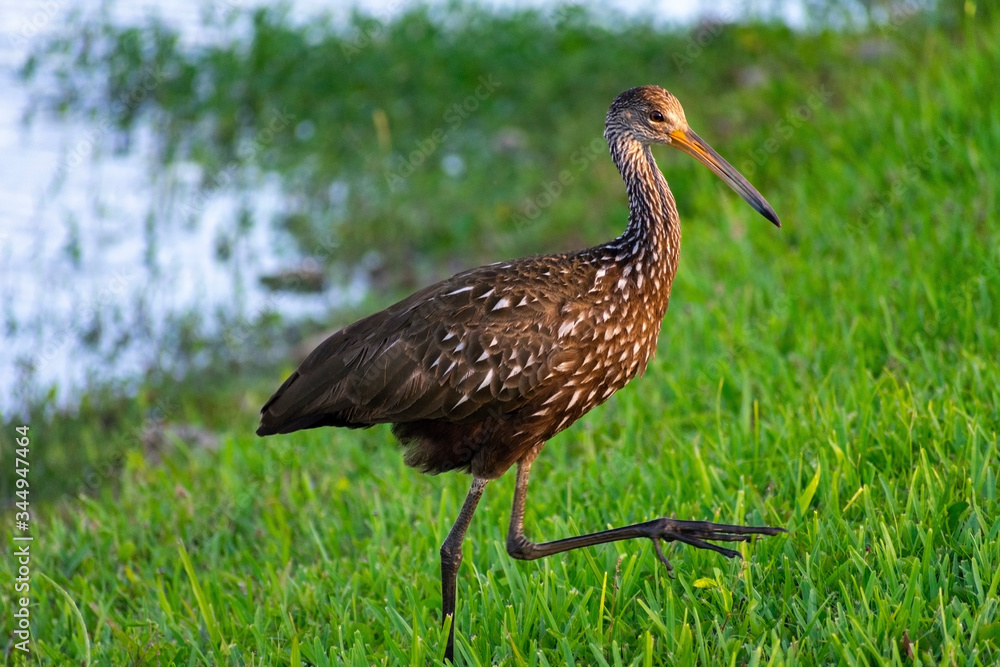 Juvenile White Ibis wading and hunting in water, Florida wildlife, Bird ...