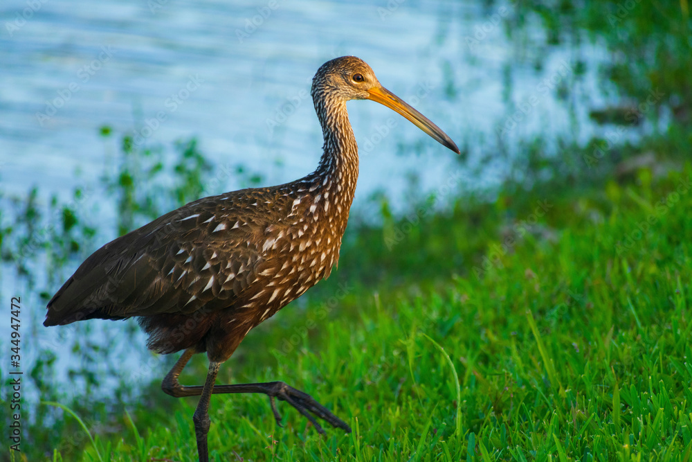 Photo Stock Juvenile White Ibis wading and hunting in water, Florida ...