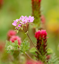 Pinweed Free Stock Photo - Public Domain Pictures