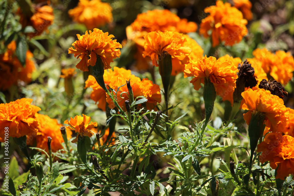 Flor naranja llamada Tagetes erecta, comúnmente tagete, y conocida en ...