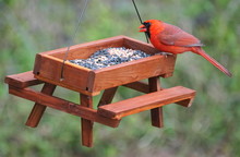 Male Cardinal Bird On Table Free Stock Photo - Public Domain Pictures
