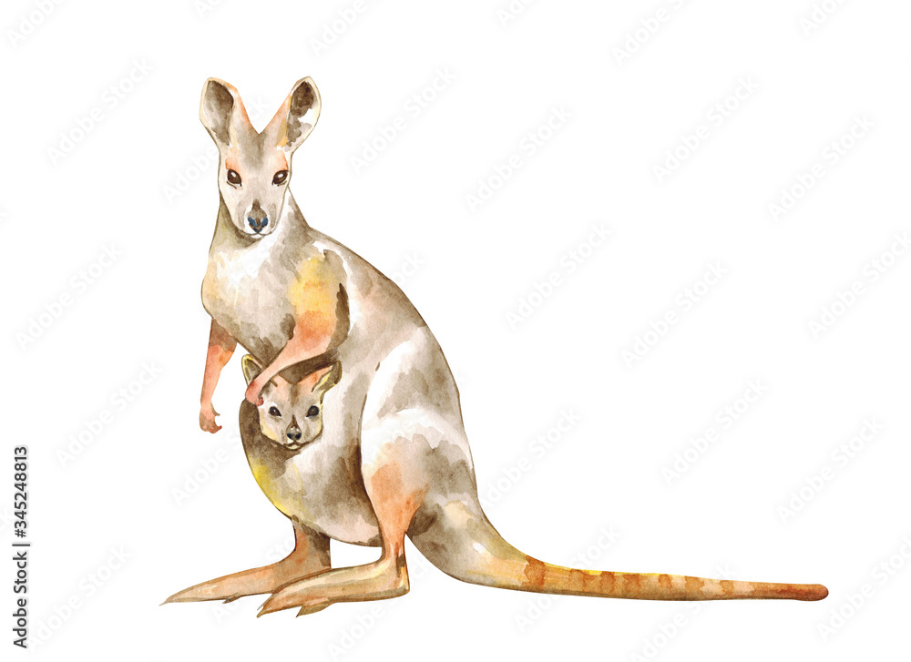 Watercolor illustration of a kangaroo. Realistic Kangaroo. Animals of ...