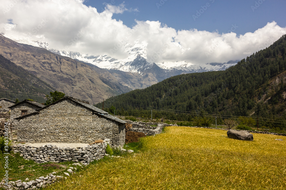 Green fields with a view of the Himalayan peak of Nilgiri North in the ...