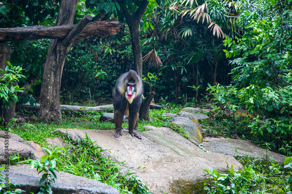 Big monkey, mandrill (lat. Mandrillus sphinx). Beautiful portrait of a ...
