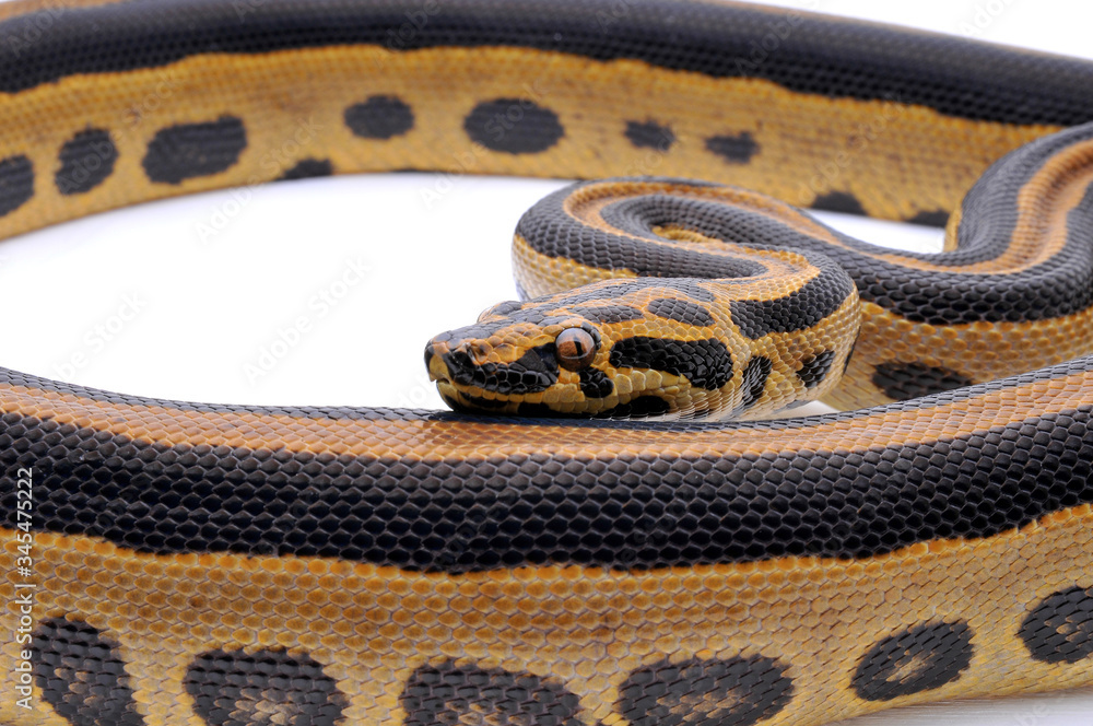 Foto de Stock Boaconda Hybrid Boa constrictor imperator X Yellow ...