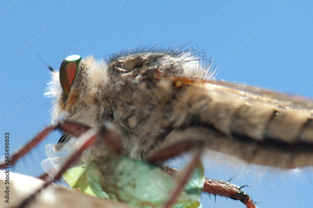 Assassin fly Promachus latitarsatus eating a true bug. Integral Natural ...