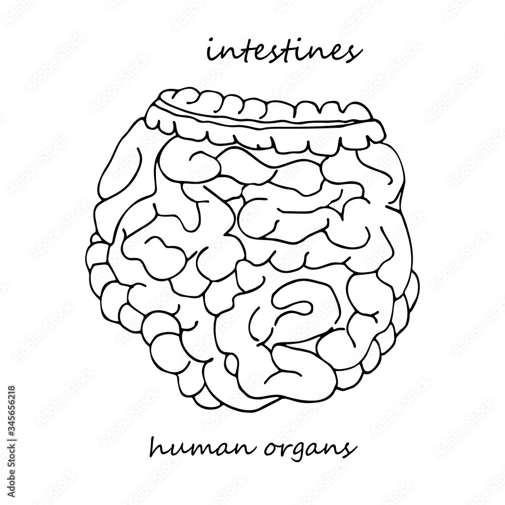 Intestines. Realistic hand-drawn icon of human internal organs. Line ...