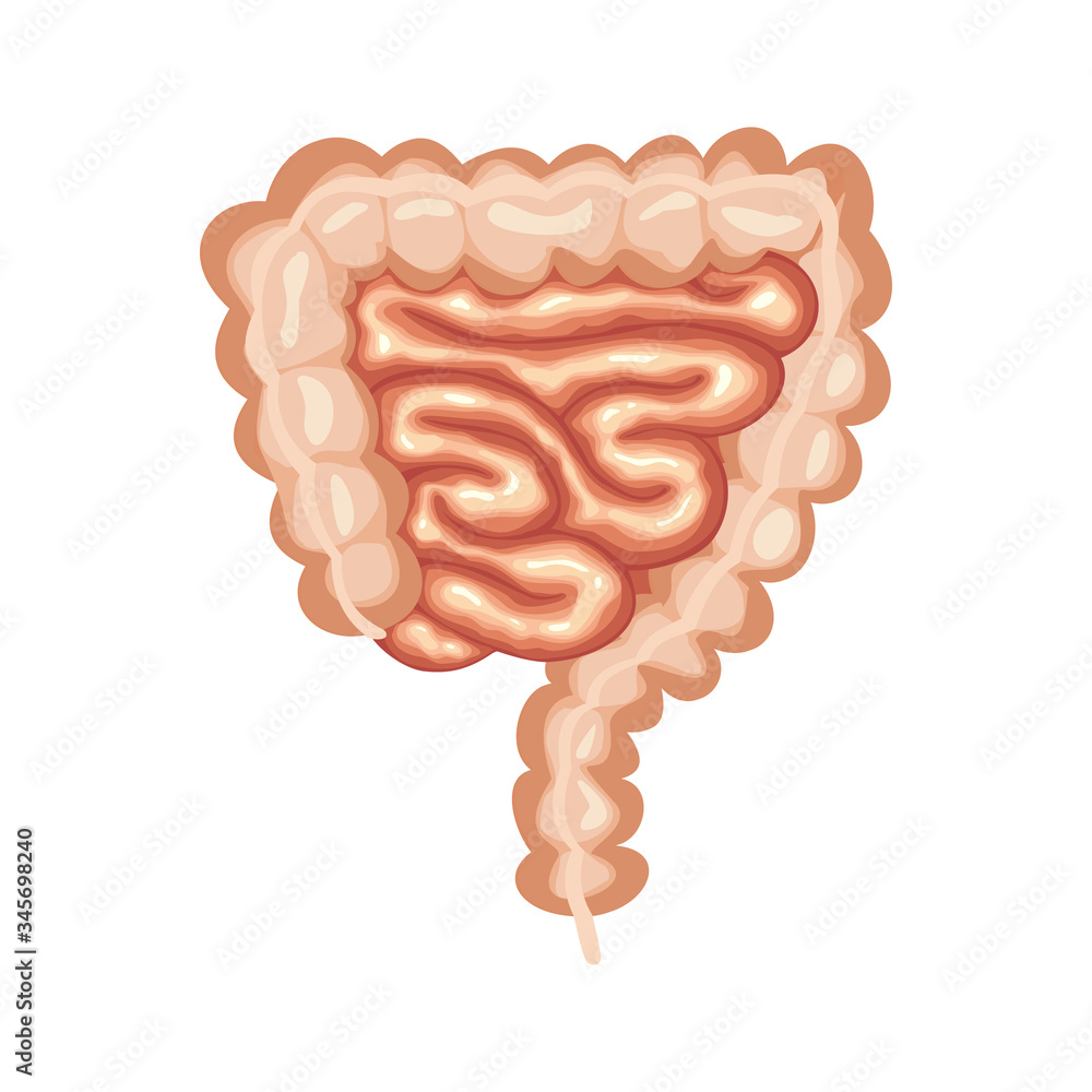 Human intestines organ. Healthcare medicine concept. Anatomy, of ...