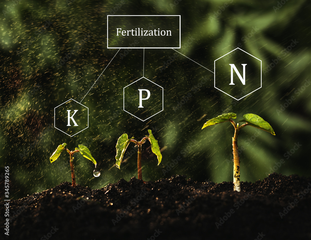 Growing green seedlings and the process of fertilizing with nutrients ...